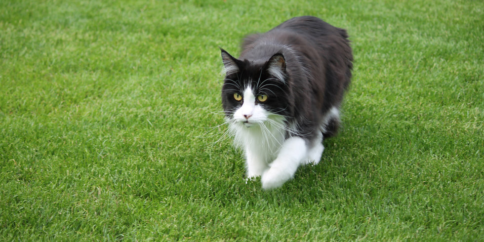 Ontdek de beste kattenartikelen voor elke behoefte – Cat Essentials